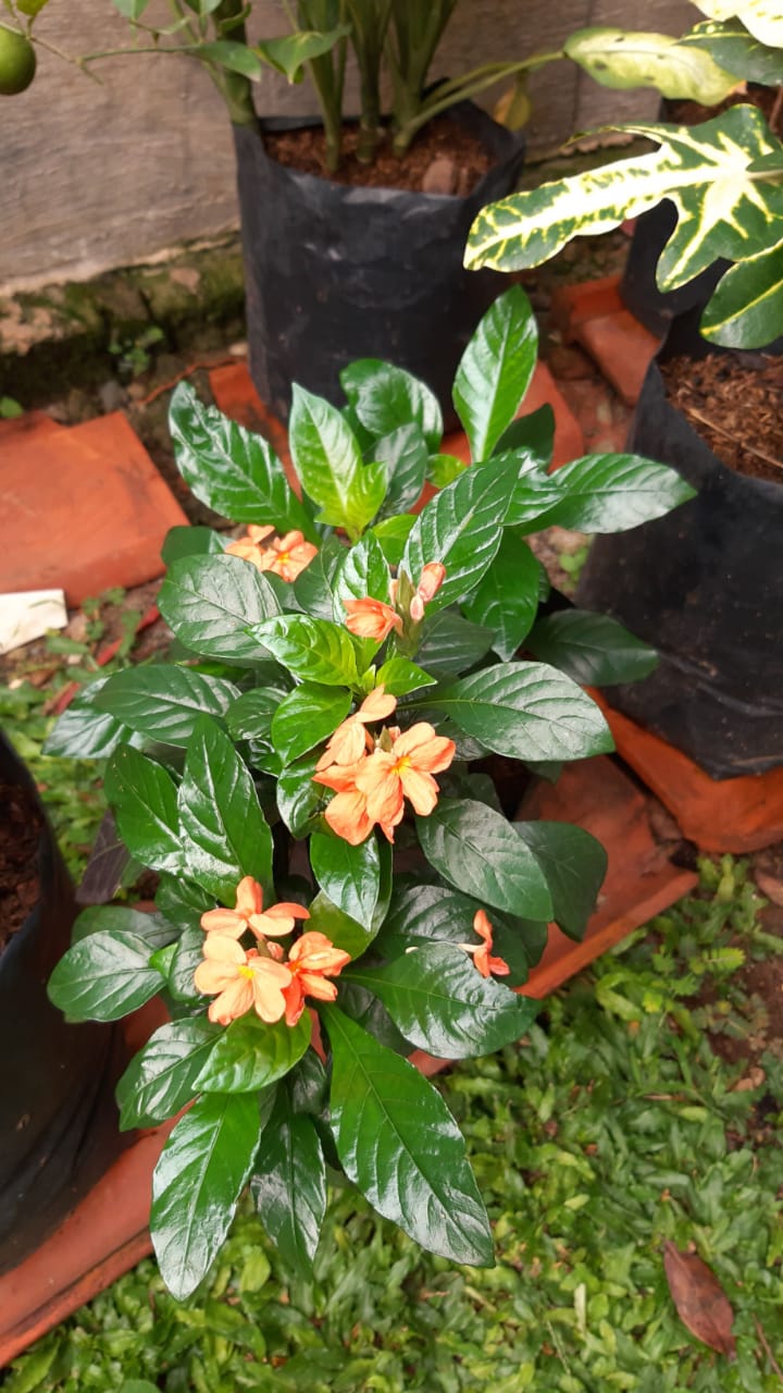 SIPLah Telkom - Belanja Keperluan Sekolah Online Makin Mudah