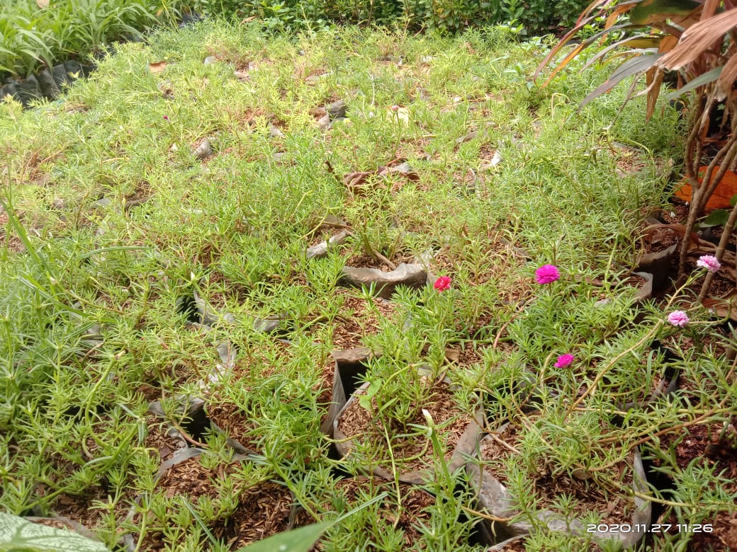 SIPLah Telkom - Belanja Keperluan Sekolah Online Makin Mudah