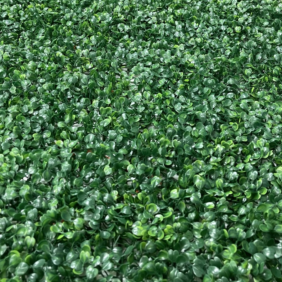 Daun Rumput Dinding | SIPLah