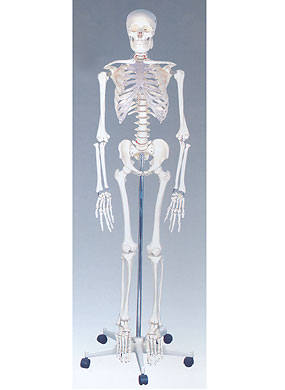 Model Rangka Manusia, Rusuk Transparan | SIPLah