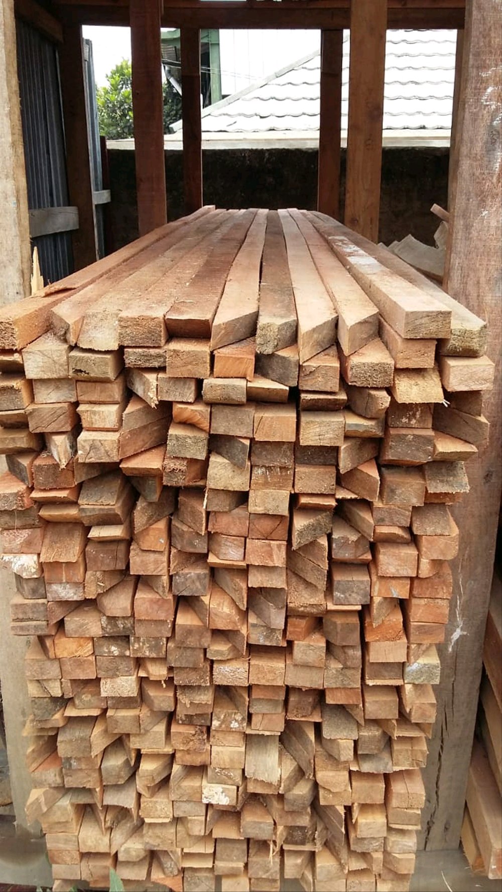 Kayu Kaso | SIPLah
