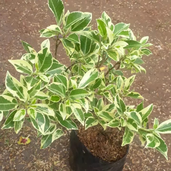 SIPLah Telkom - Belanja Keperluan Sekolah Online Makin Mudah