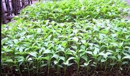 Cabai Besar Merah | SIPLah