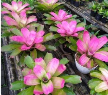 SIPLah Telkom - Belanja Keperluan Sekolah Online Makin Mudah