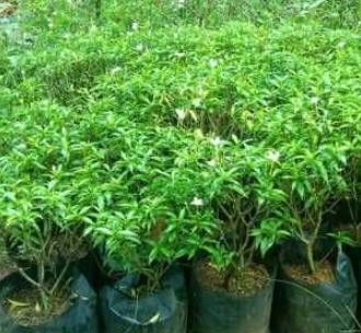 SIPLah Telkom - Belanja Keperluan Sekolah Online Makin Mudah