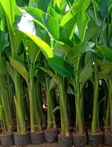 TANAMAN PISANG BOGOR | SIPLah