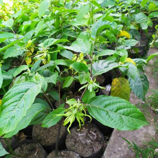 Bibit bunga sandat bali bangkok | SIPLah