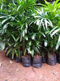 SIPLah Telkom - Belanja Keperluan Sekolah Online Makin Mudah