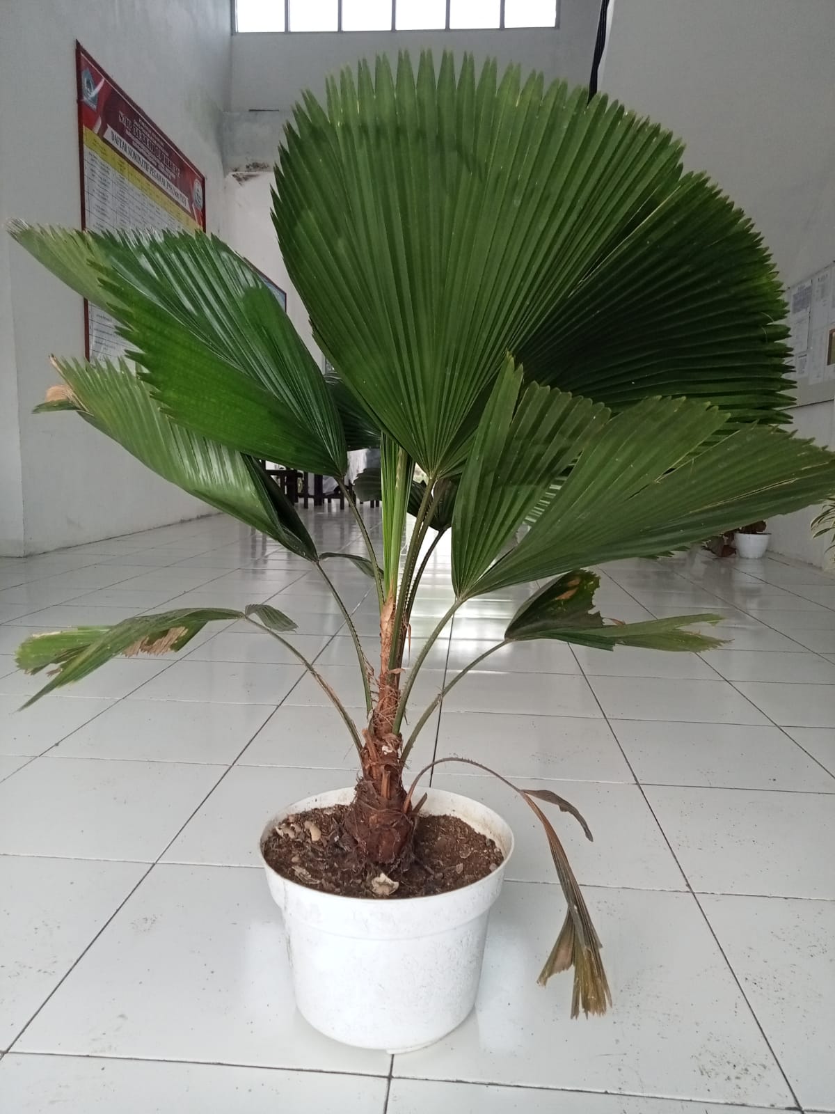 Pot dan Bunga 3 | SIPLah