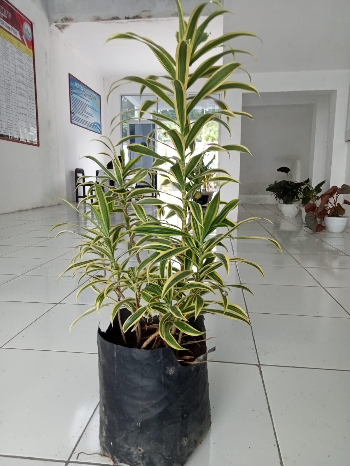 Pot dan bunga 5 | SIPLah