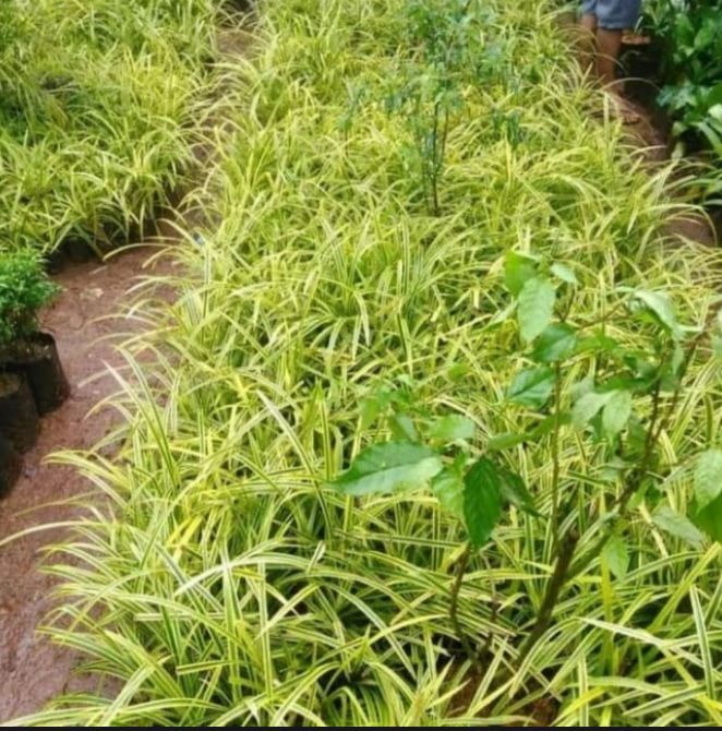 SIPLah Telkom - Belanja Keperluan Sekolah Online Makin Mudah