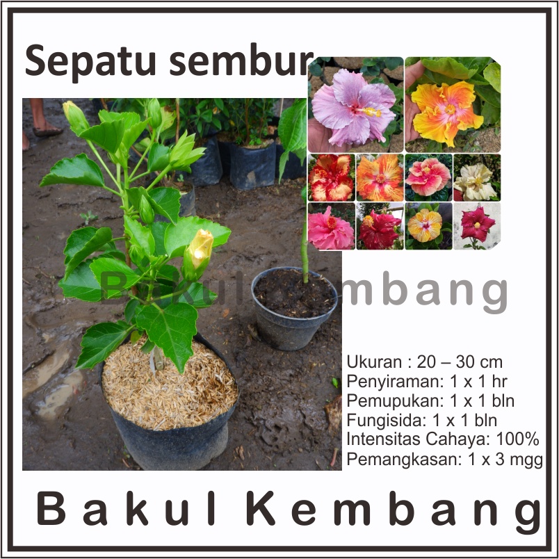 SIPLah Telkom - Belanja Keperluan Sekolah Online Makin Mudah