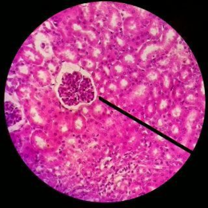 SIPLah Telkom - Belanja Keperluan Sekolah Online Makin Mudah