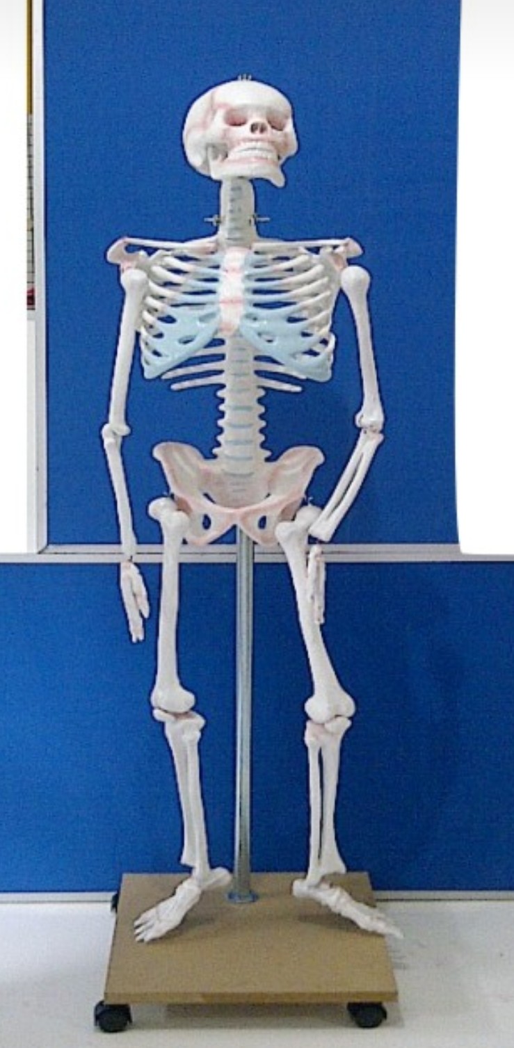 SIPLah Telkom - Belanja Keperluan Sekolah Online Makin Mudah