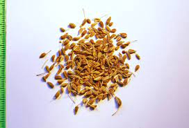 anisi fructus 250 gram | SIPLah