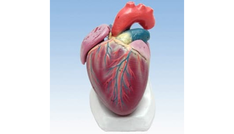 Model jantung | SIPLah