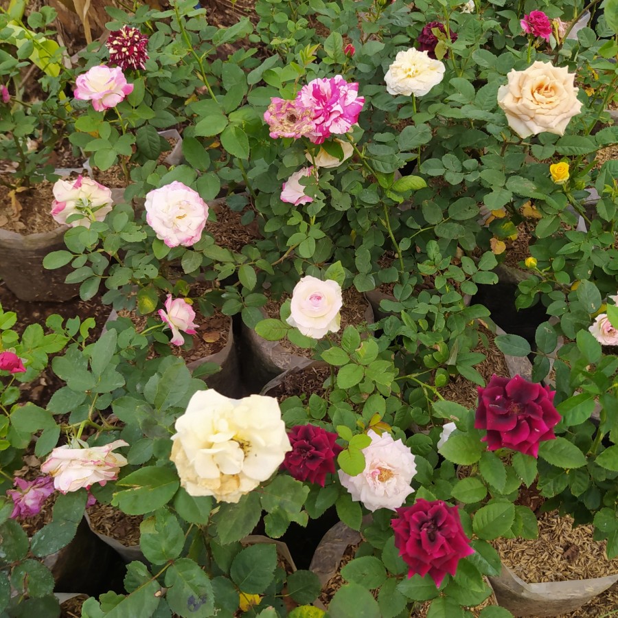 Bunga mawar | SIPLah