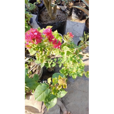 Tanaman bogenvil singapur | SIPLah