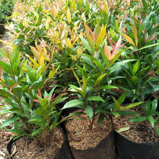 BIBIT TANAMAN PUCUK MERAH | SIPLah