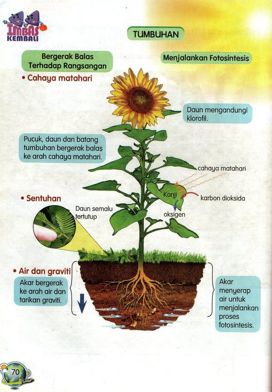 Poster Bunga dan Manfaatnya (79 x 54 cm) | SIPLah