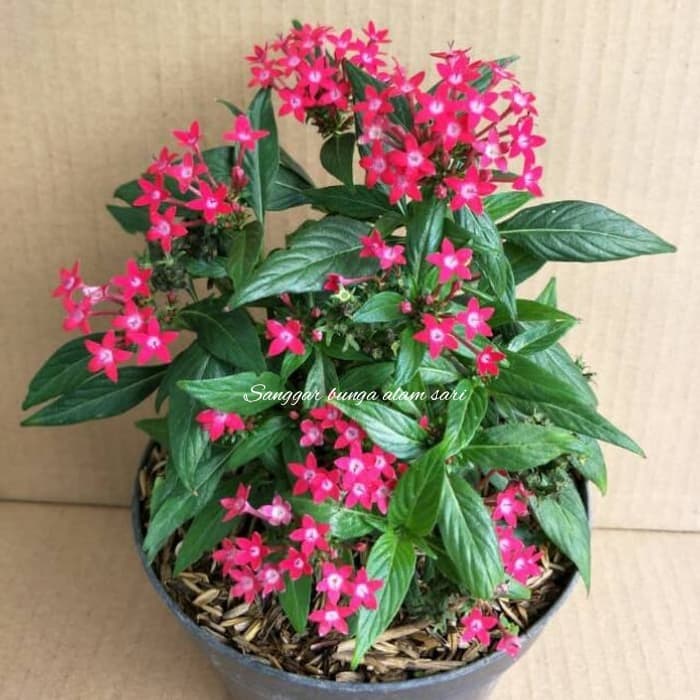 SIPLah Telkom - Belanja Keperluan Sekolah Online Makin Mudah