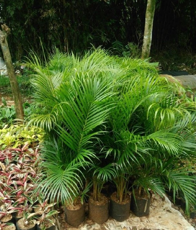 SIPLah Telkom - Belanja Keperluan Sekolah Online Makin Mudah