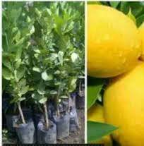 BIBIT JERUK LEMON | SIPLah