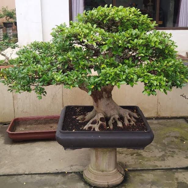 Bibit Bunga Bonsai | SIPLah