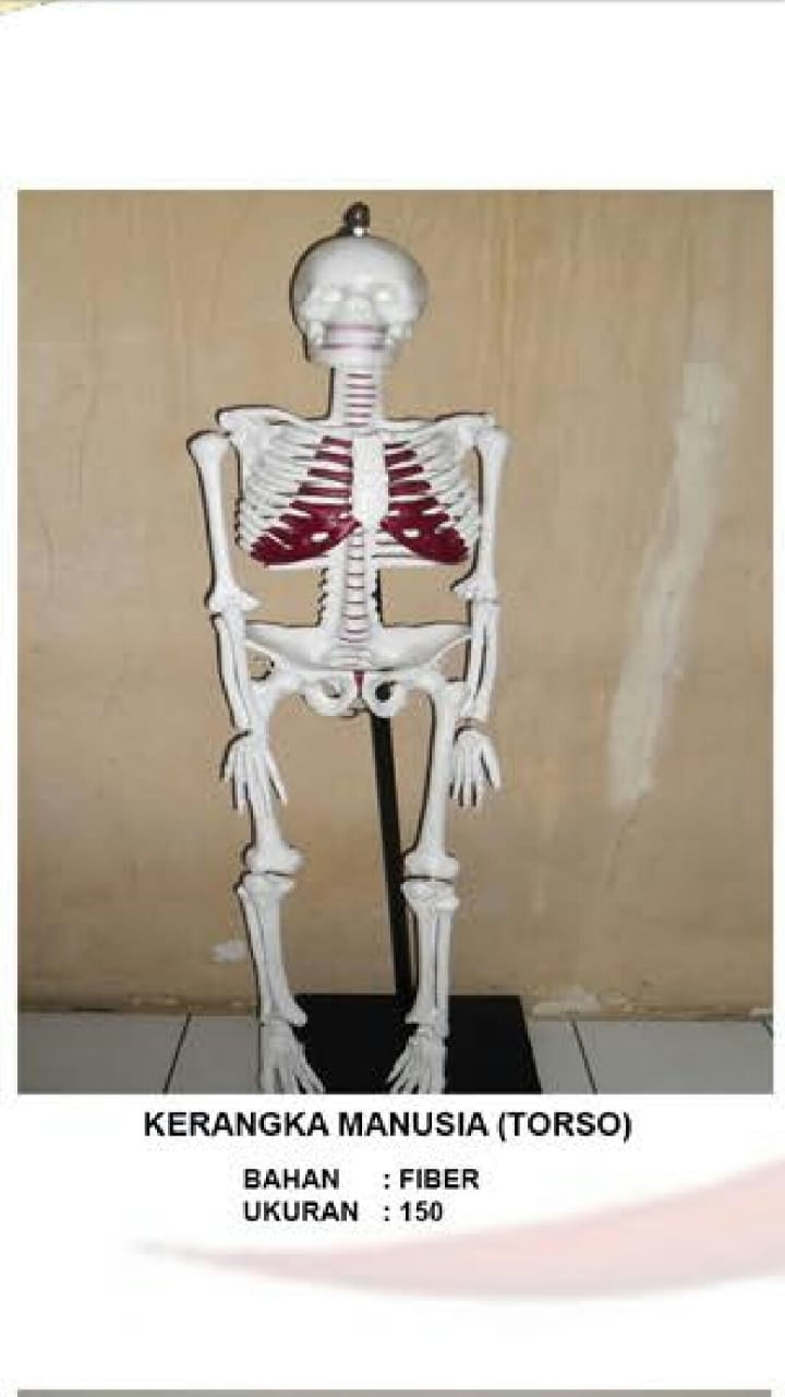 KERANGKA MANUSIA (TORSO) | SIPLah