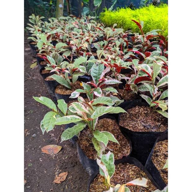 SIPLah Telkom - Belanja Keperluan Sekolah Online Makin Mudah