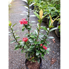 Tanaman Soka Merah | SIPLah