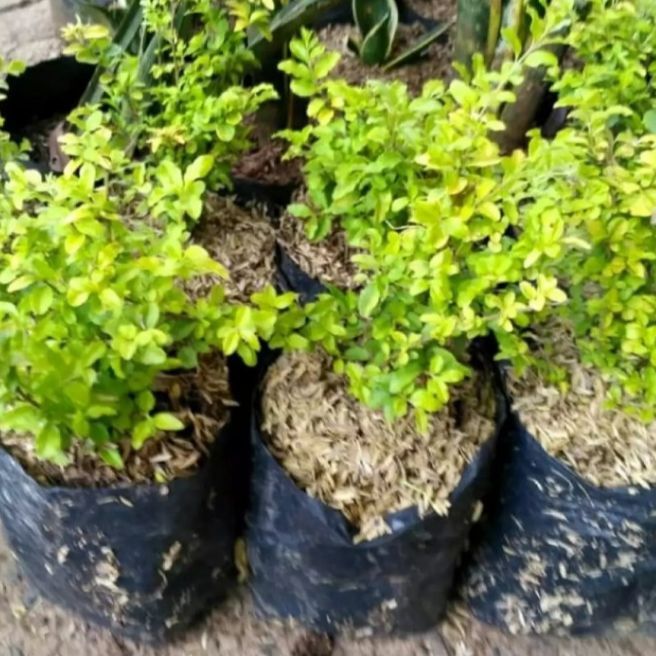 SIPLah Telkom - Belanja Keperluan Sekolah Online Makin Mudah